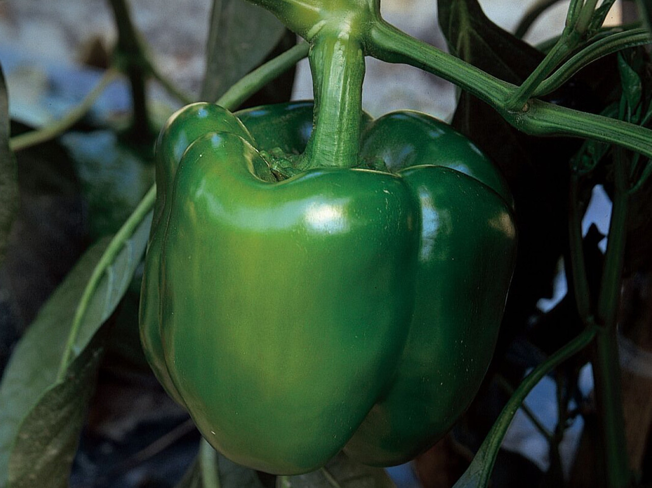 Jupiter Bell Pepper Seeds | Holmes Seed Company