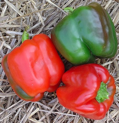 Emerald Giant Bell Pepper Seeds | Holmes Seed Company