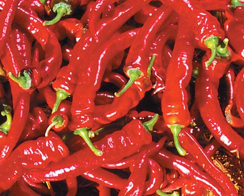 Jimmy Nardello's Sweet Italian Frying Pepper Seeds | Holmes Seed Company