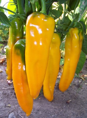Marconi-Golden Italian Pepper Seeds | Holmes Seed Company