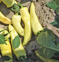 Golden Dagger Hot Banana Pepper Seeds | Holmes Seed Company