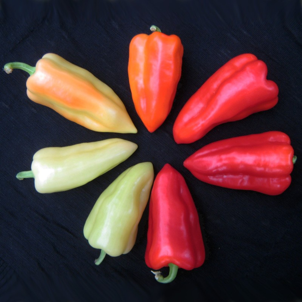 Semi Hot Hungarian Blocky Pepper Seeds | Holmes Seed Company