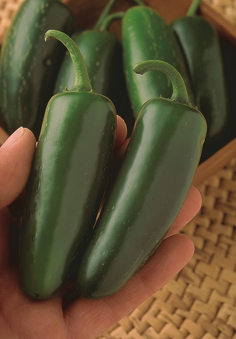 Mucho Nacho Jalapeño Pepper Seeds | Holmes Seed Company