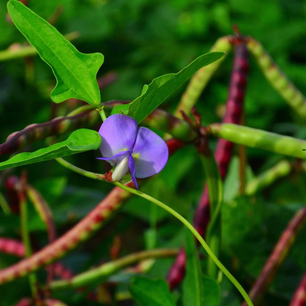 Top Pick Brown Crowder Pea | Holmes Seed Company