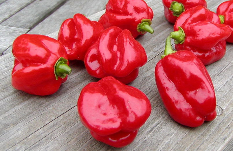 Caribbean Red Habanero Pepper Seeds | Holmes Seed Company
