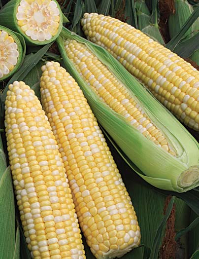 Obsession Sweet Corn Seeds - 79 Relative Days | Holmes Seed Company