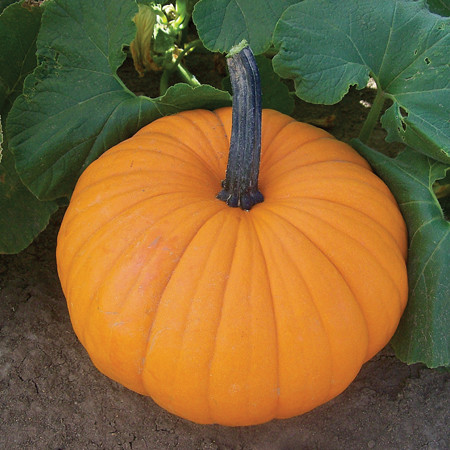 Flatso Pumpkin Seeds | Holmes Seed Company