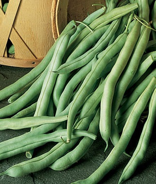 Burpee Stringless Green Pod Bean Seeds | Holmes Seed Company