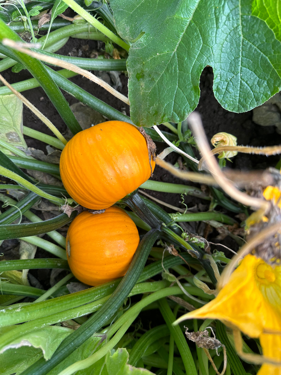 Wee-B-Little Pumpkin Seeds | Holmes Seed Company
