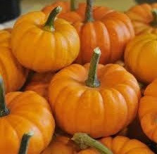 Jack-Be-Little Pumpkin Seeds | Holmes Seed Company