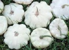 White Bush Scallop Squash Seeds | Holmes Seed Company