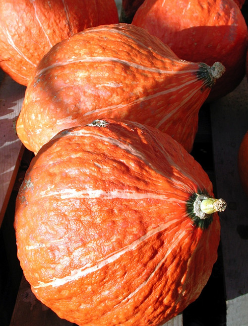 Vegetables - Winter Squash - Winter Squash - Hubbard - Holmes Seed Company