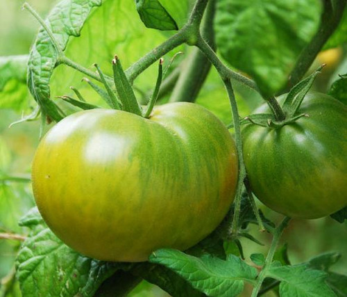 Fried Green Tomato F1 - Holmes Seed Company