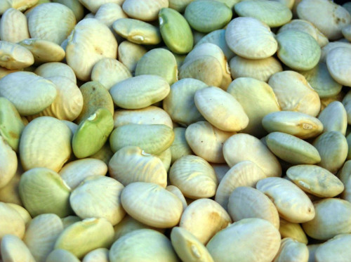 Thorogreen Baby Lima Bean Seeds | Holmes Seed Company