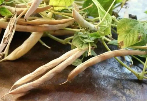 Navy Bean Seeds | Holmes Seed Company