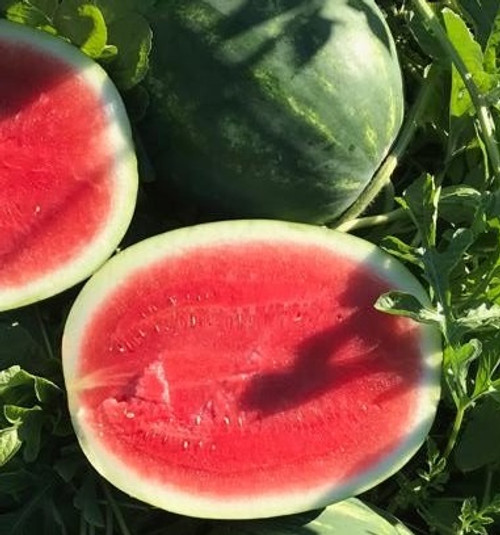 Sweet Gem F1 - Watermelon - Holmes Seed Company