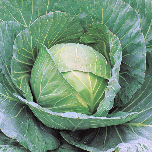 Pennant F1 Cabbage - Holmes Seed Company