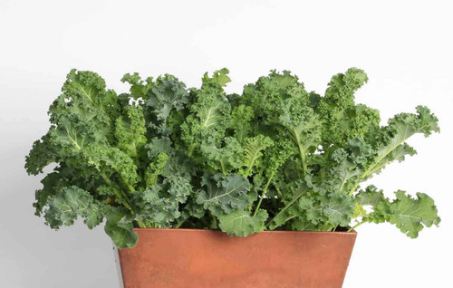 Prizm F1 Kale | Holmes Seed Company
