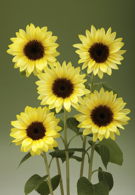 Lemon Cutie™ F1 Sunflower - Holmes Seed Company