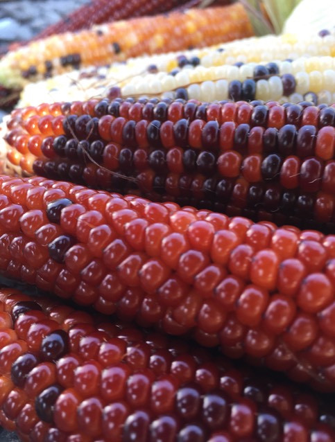 Firecracker F1 Ornamental Corn | Holmes Seed Company
