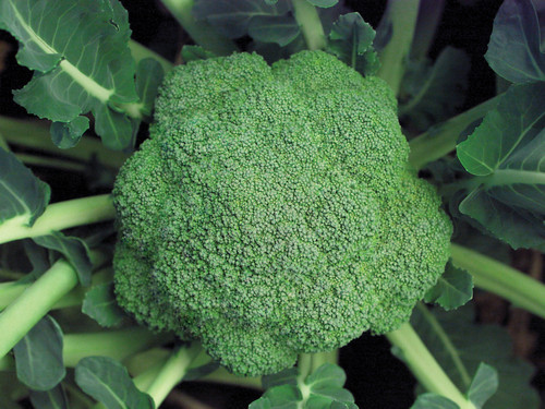 Marathon F1 Broccoli Seeds | Holmes Seed Company