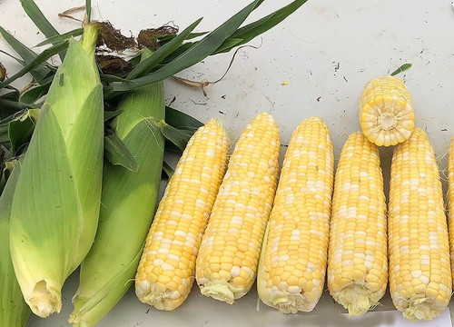 Nectar Sweet Corn Seeds - 78 Relative Days | Holmes Seed Company