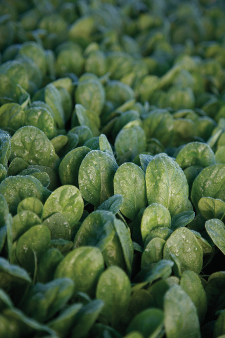 Vegetables - Spinach - Holmes Seed Company