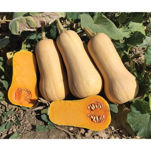 Vegetables - Winter Squash - Winter Squash - Butternut - Holmes Seed ...