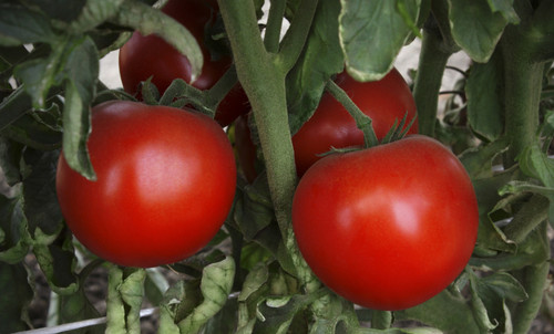 Camaro F1 Tomato - Holmes Seed Company