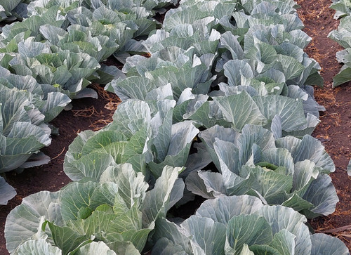 Blue Dynasty F1 Cabbage Seeds | Holmes Seed Company