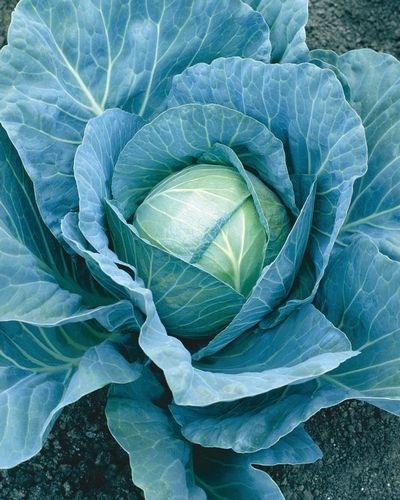 Pennant F1 Cabbage - Holmes Seed Company