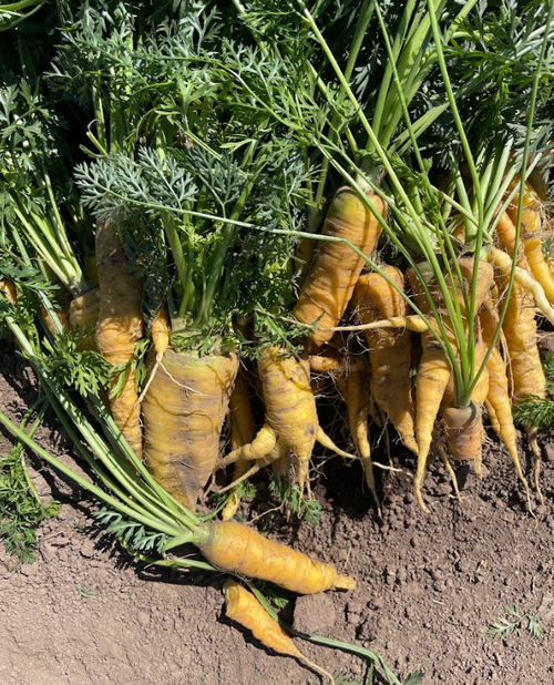 Solar Yellow Carrot | Holmes Seed Company