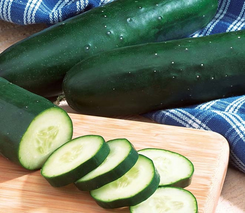 Cobra F1 Cucumber - Holmes Seed Company