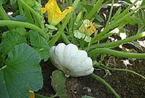 Untreated Varieties - Summer Squash - Summer Squash - Green Summer ...