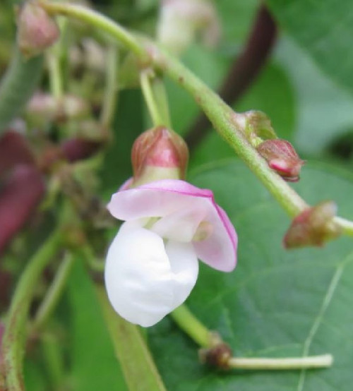 Red Swan Bean Seeds | Holmes Seed Company