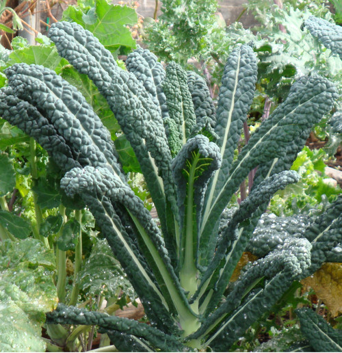 Kale Kaleidoscope | Holmes Seed Company