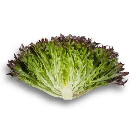 Red Tango - Holmes Seed Company