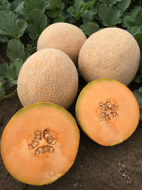 Vegetables - Melon - Page 1 - Holmes Seed Company