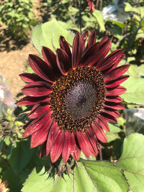 Procut® Red F1 Sunflower | Holmes Seed Company