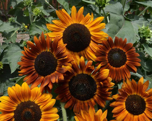 Joker F1 Sunflower - Holmes Seed Company