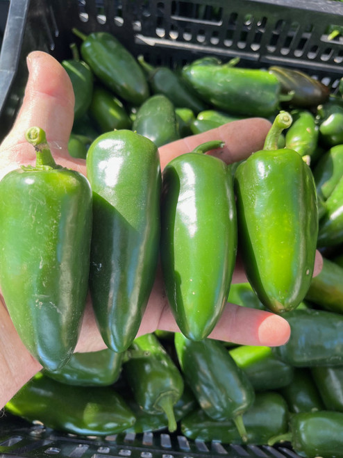 Megatron F1 Jumbo Jalapeño Pepper | Holmes Seed Company