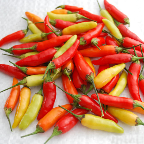 Tabasco Pepper Seeds | Holmes Seed Company