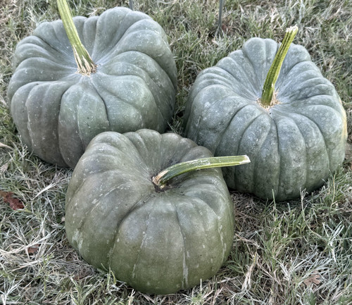 Jade Knight F1 Pumpkin | Holmes Seed Company