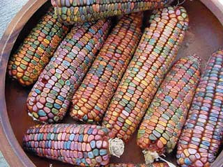 Earth Tones Dent Corn | Holmes Seed Company