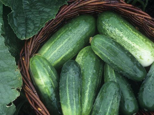 Pick-A-Bushel F1 Cucumber - Holmes Seed Company
