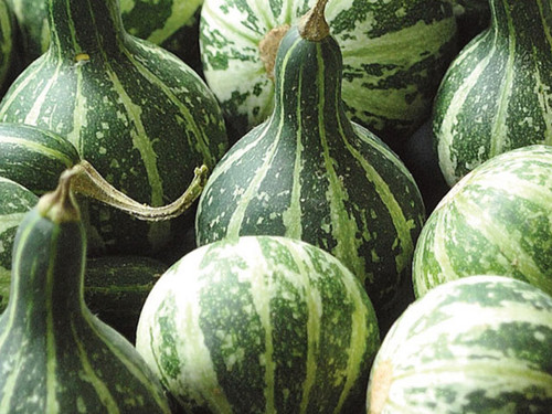 Dancing/Spinning - Holmes Seed Company