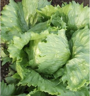 Vegetables - Lettuce - Lettuce - Iceberg / Crisphead - Holmes Seed Company