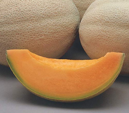 Atlantis F1 Melon - Holmes Seed Company