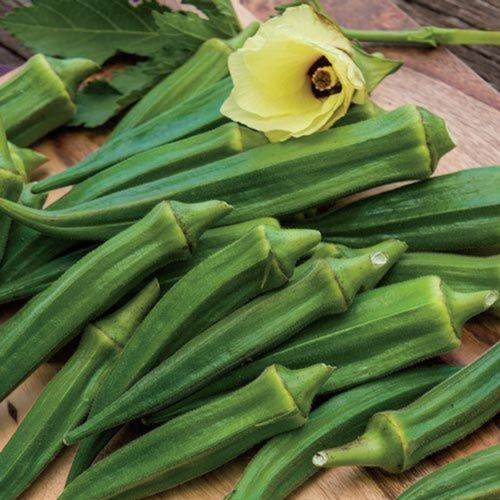 Louisiana Green Velvet Okra - Holmes Seed Company
