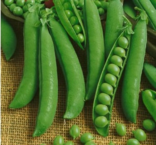 Vegetables - Peas - Peas - Shelling - Holmes Seed Company